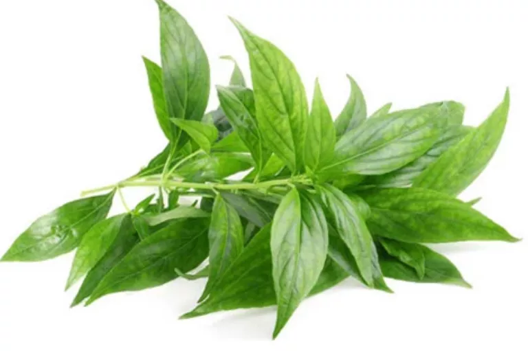 Kalmegh | Wirkung & Vorteile | Energetica Natura